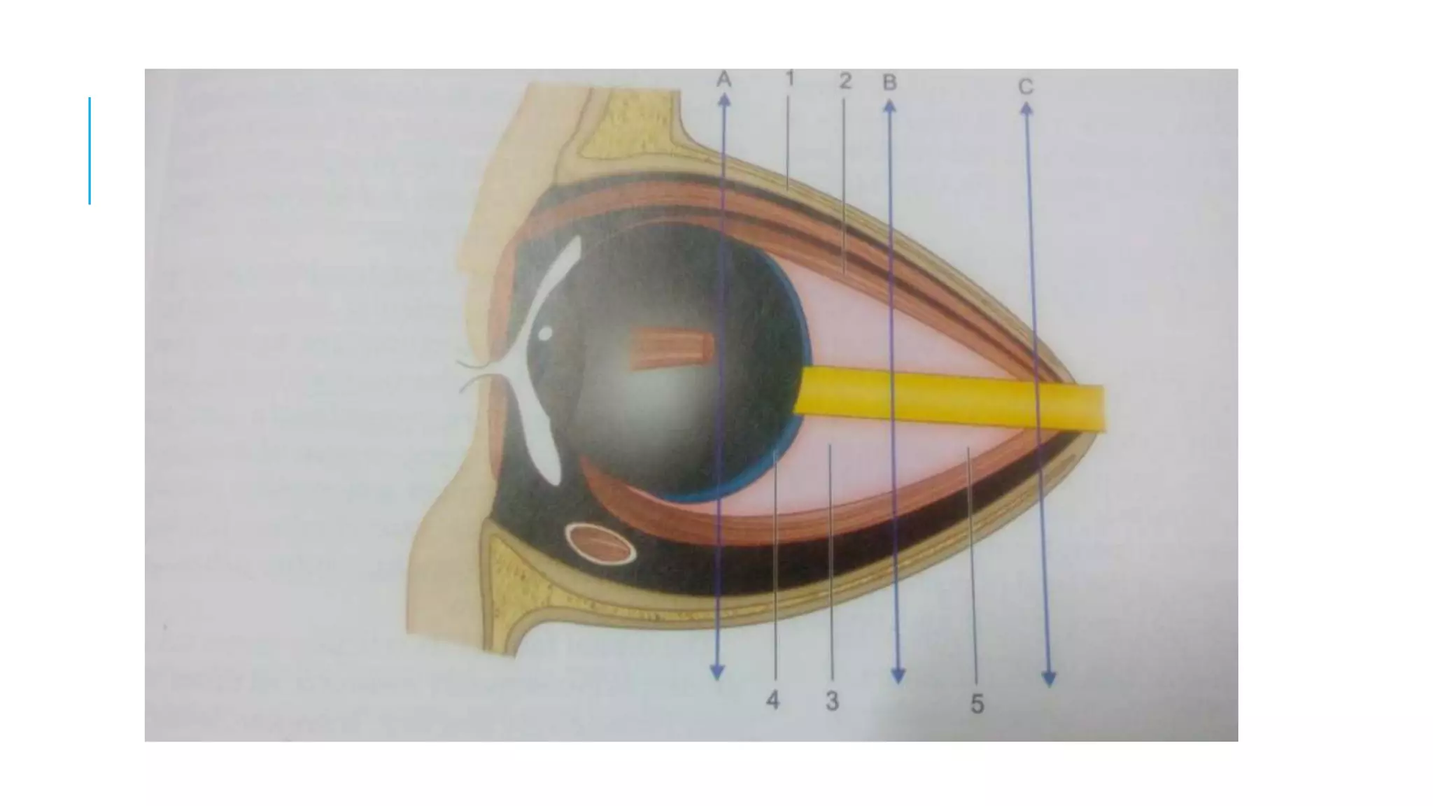 Anatomy of orbit ophthalm | PPTX