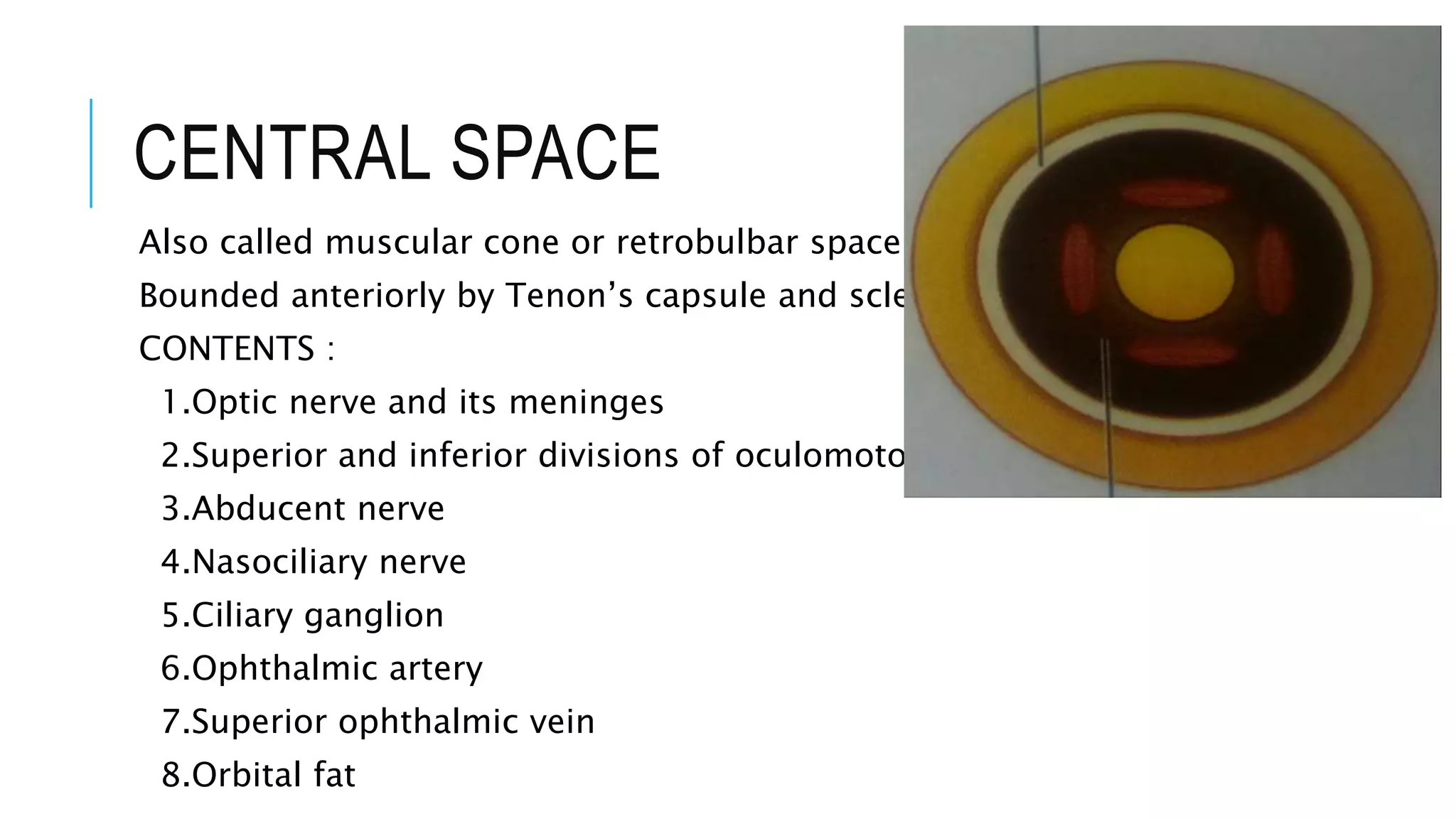 Anatomy of orbit ophthalm | PPTX