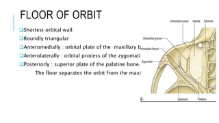 Anatomy of orbit ophthalm | PPTX