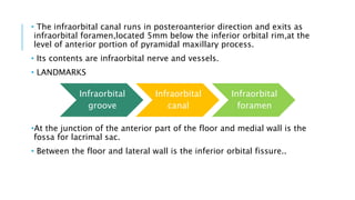 Anatomy of orbit ophthalm | PPTX