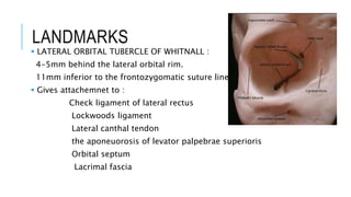 Anatomy of orbit ophthalm | PPTX
