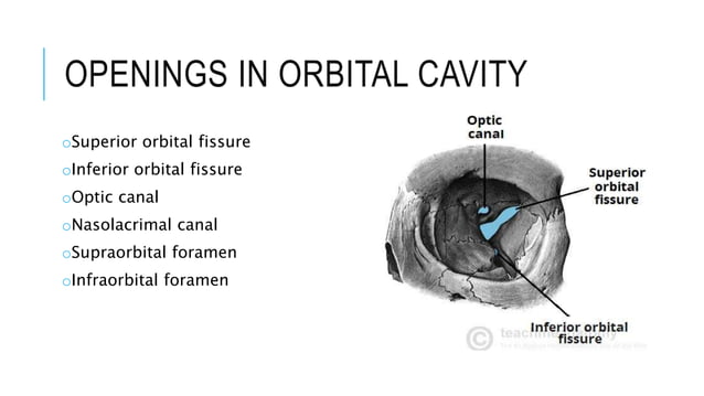 Anatomy of orbit ophthalm | PPTX