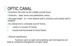 Anatomy of orbit ophthalm | PPTX