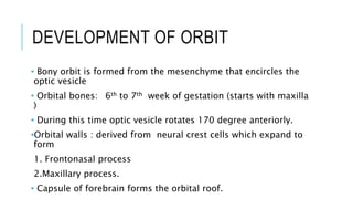 Anatomy of orbit ophthalm | PPTX