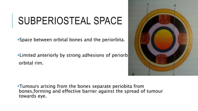 Anatomy of orbit ophthalm | PPTX