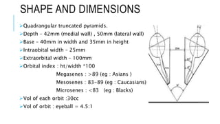 Anatomy of orbit ophthalm | PPTX