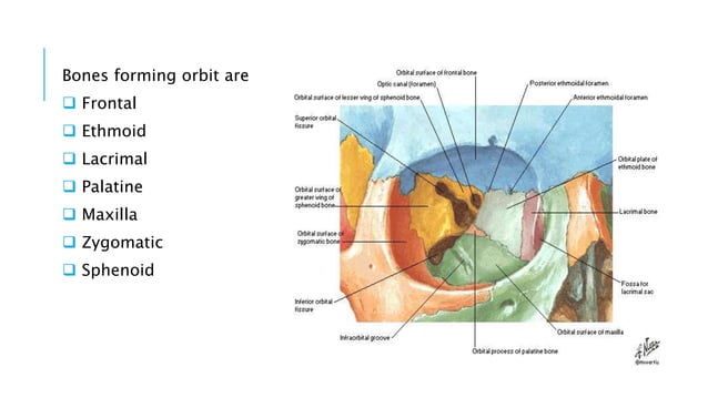 Anatomy of orbit ophthalm | PPTX
