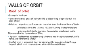 Anatomy of orbit ophthalm | PPTX