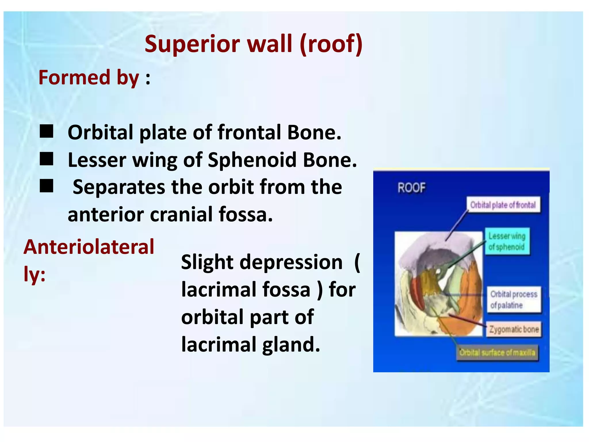 Anatomy of orbit presentation.pptx
