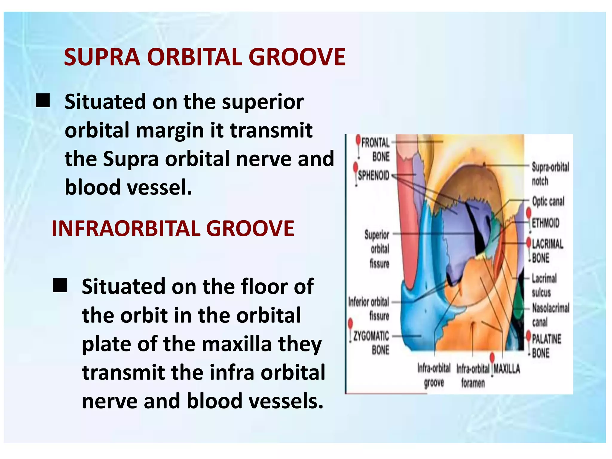 Anatomy of orbit presentation.pptx