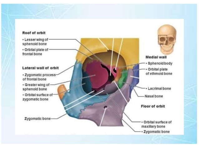Anatomy of orbit presentation.pptx