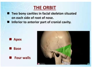 Anatomy of orbit presentation.pptx