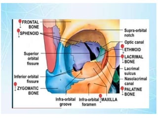 Anatomy of orbit presentation.pptx
