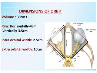 Anatomy of orbit presentation.pptx
