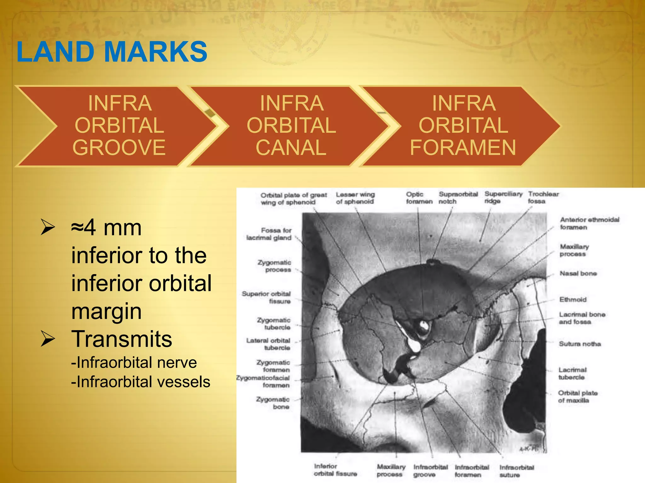 Anatomy OF ORBIT | PPTX