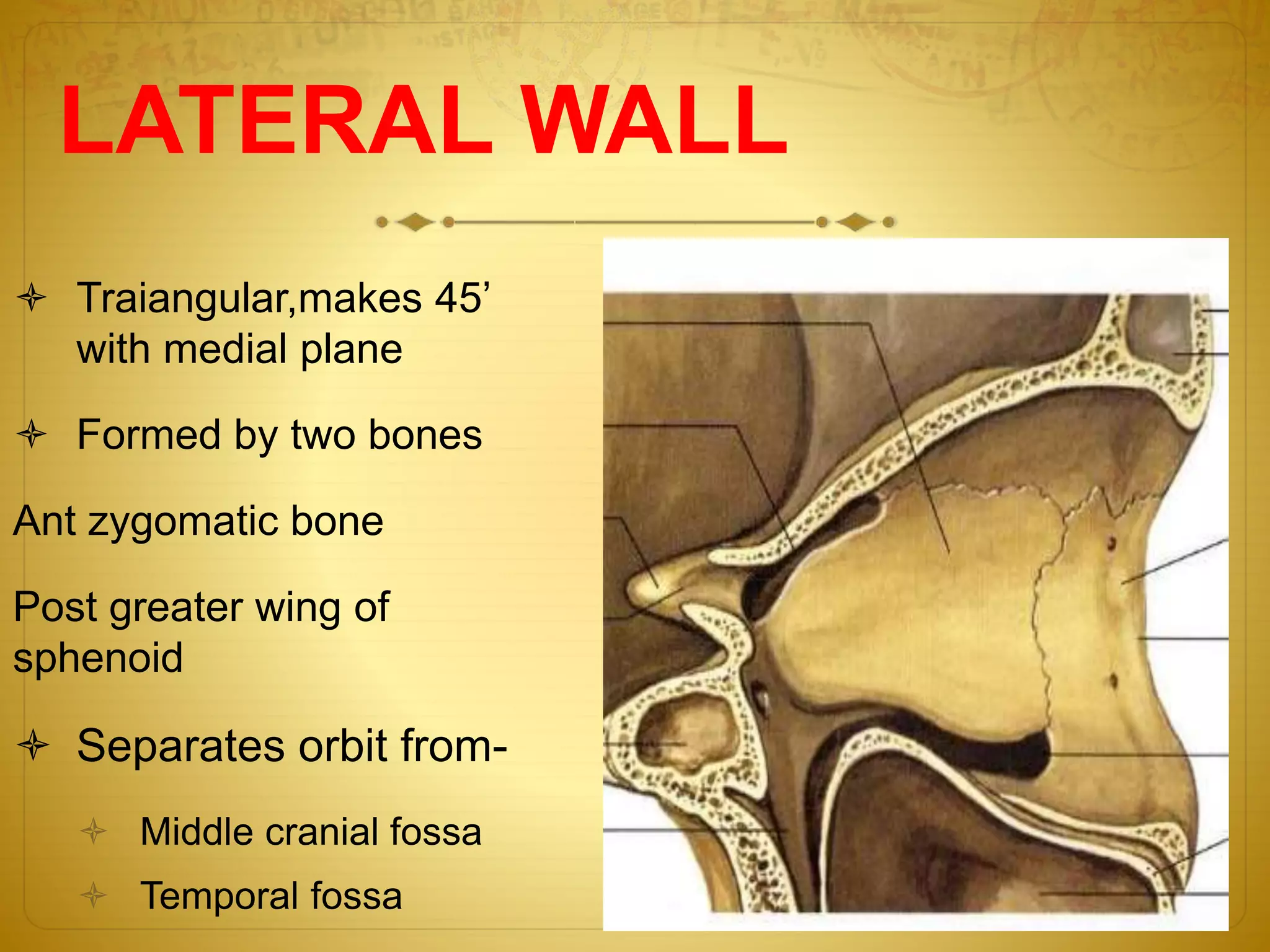 Anatomy OF ORBIT | PPTX