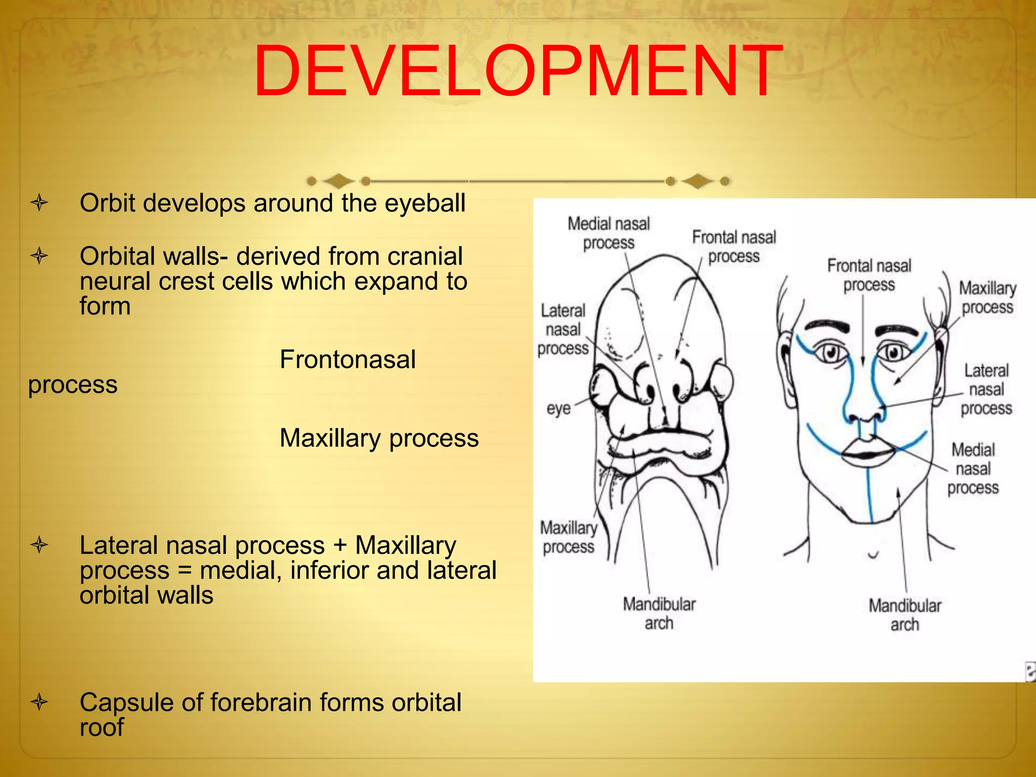 Anatomy OF ORBIT | PPTX