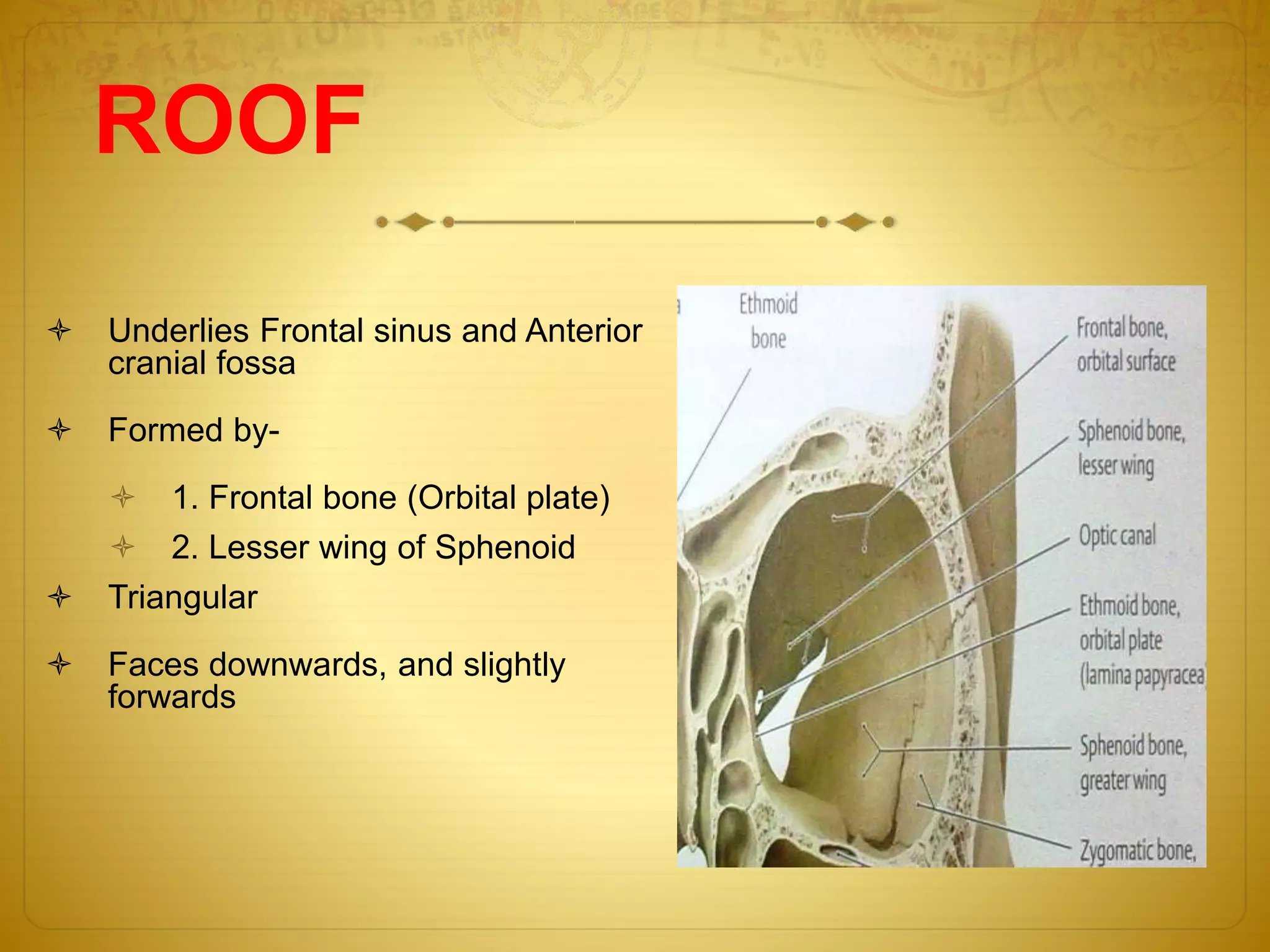 Anatomy OF ORBIT | PPTX