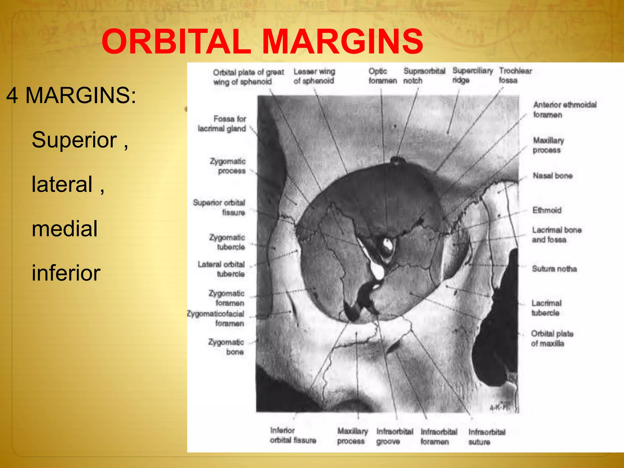 Anatomy OF ORBIT | PPTX