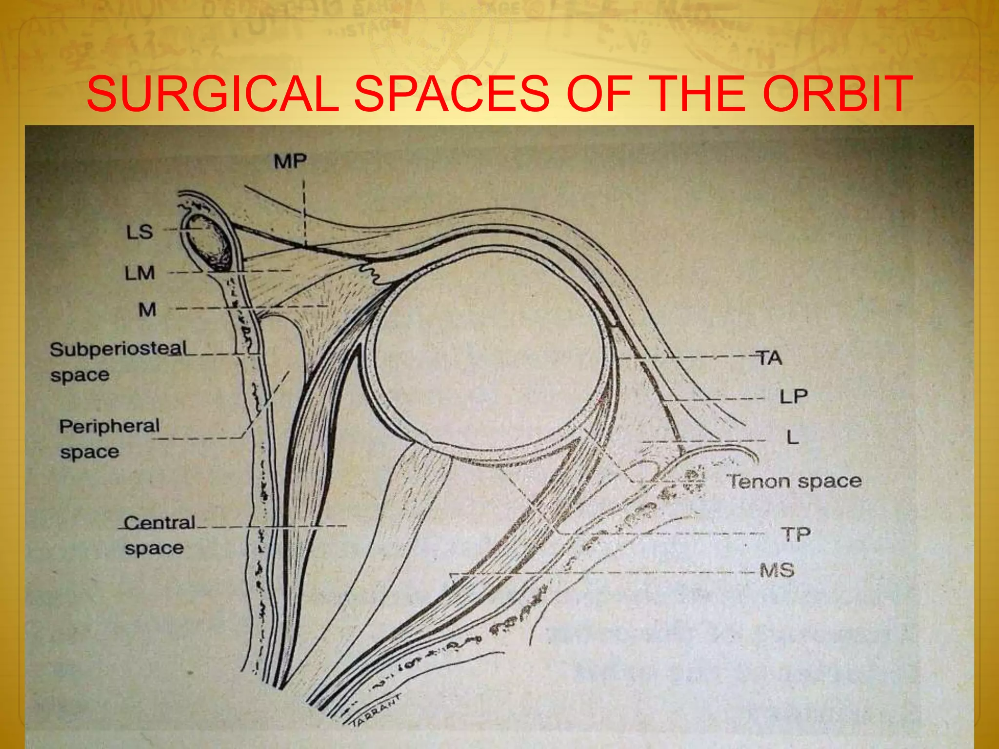 Anatomy OF ORBIT | PPTX