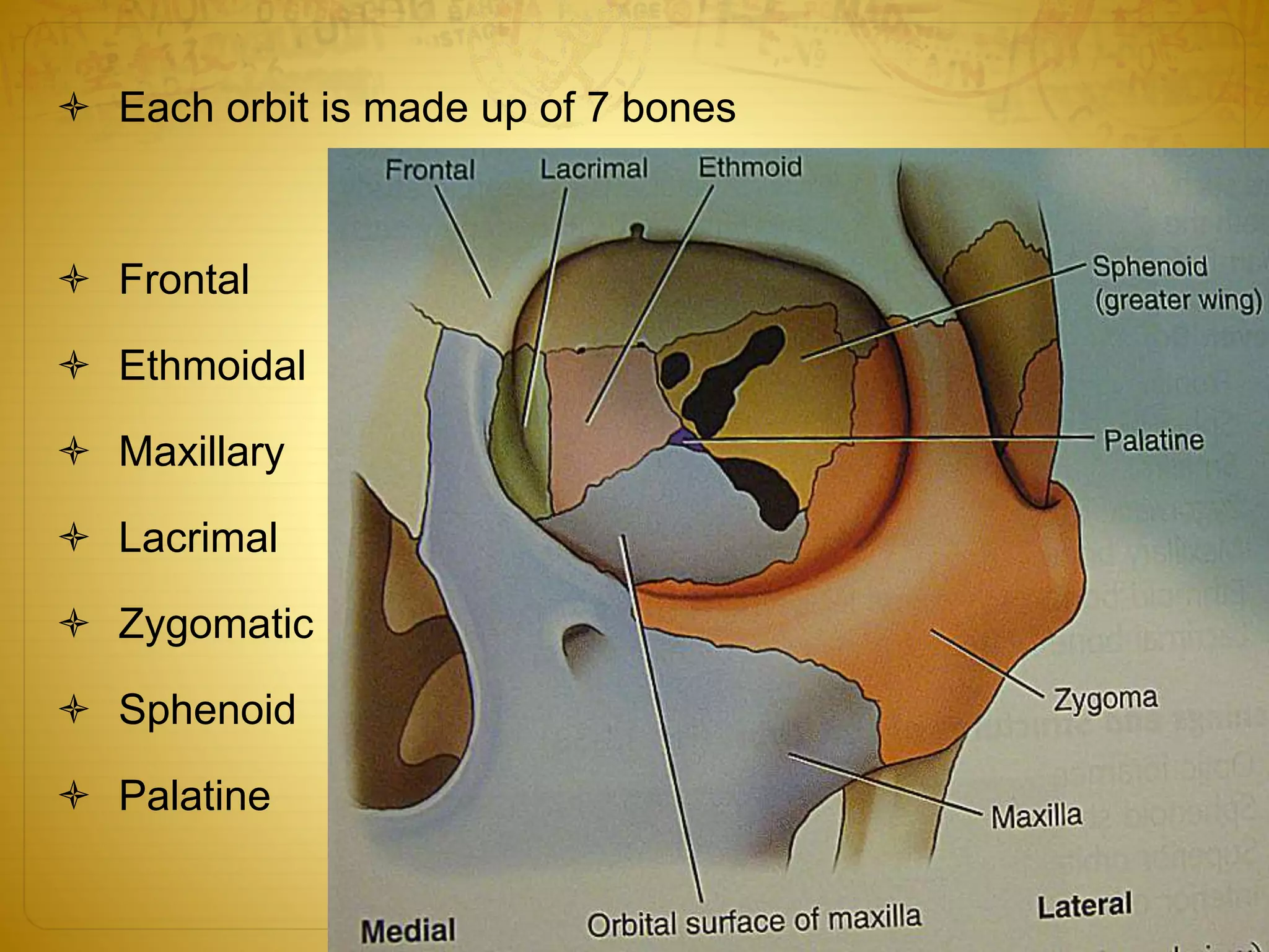 Anatomy OF ORBIT | PPTX