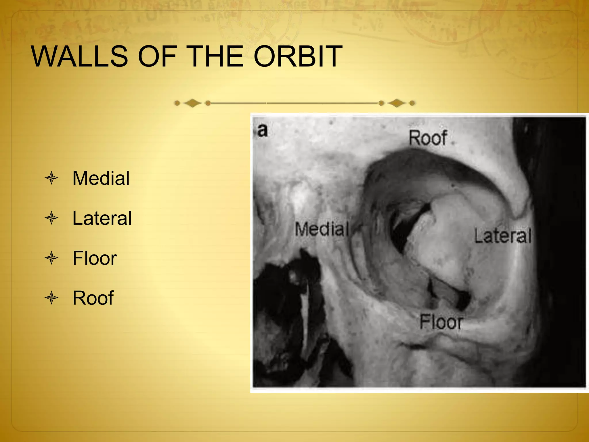 Anatomy OF ORBIT | PPTX