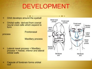 Anatomy OF ORBIT | PPTX