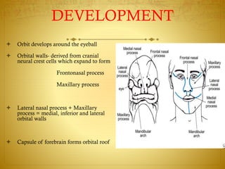 Frontonasal Junction
