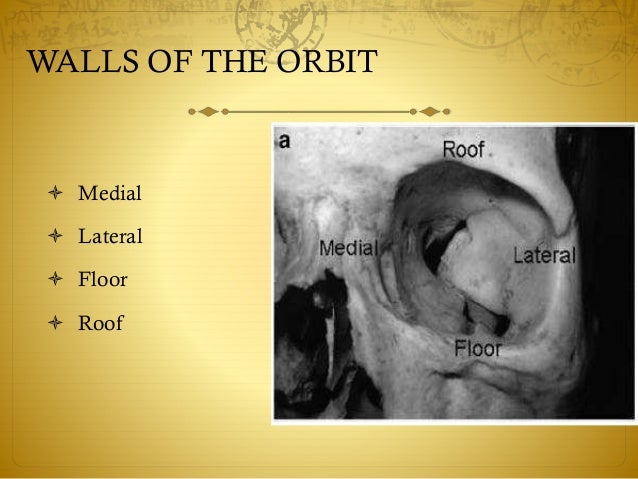 Anatomy of orbit sivateja