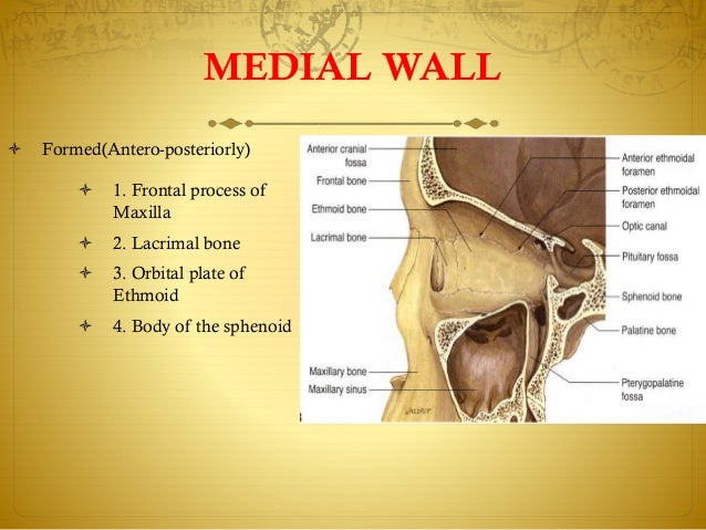 Anatomy of orbit sivateja