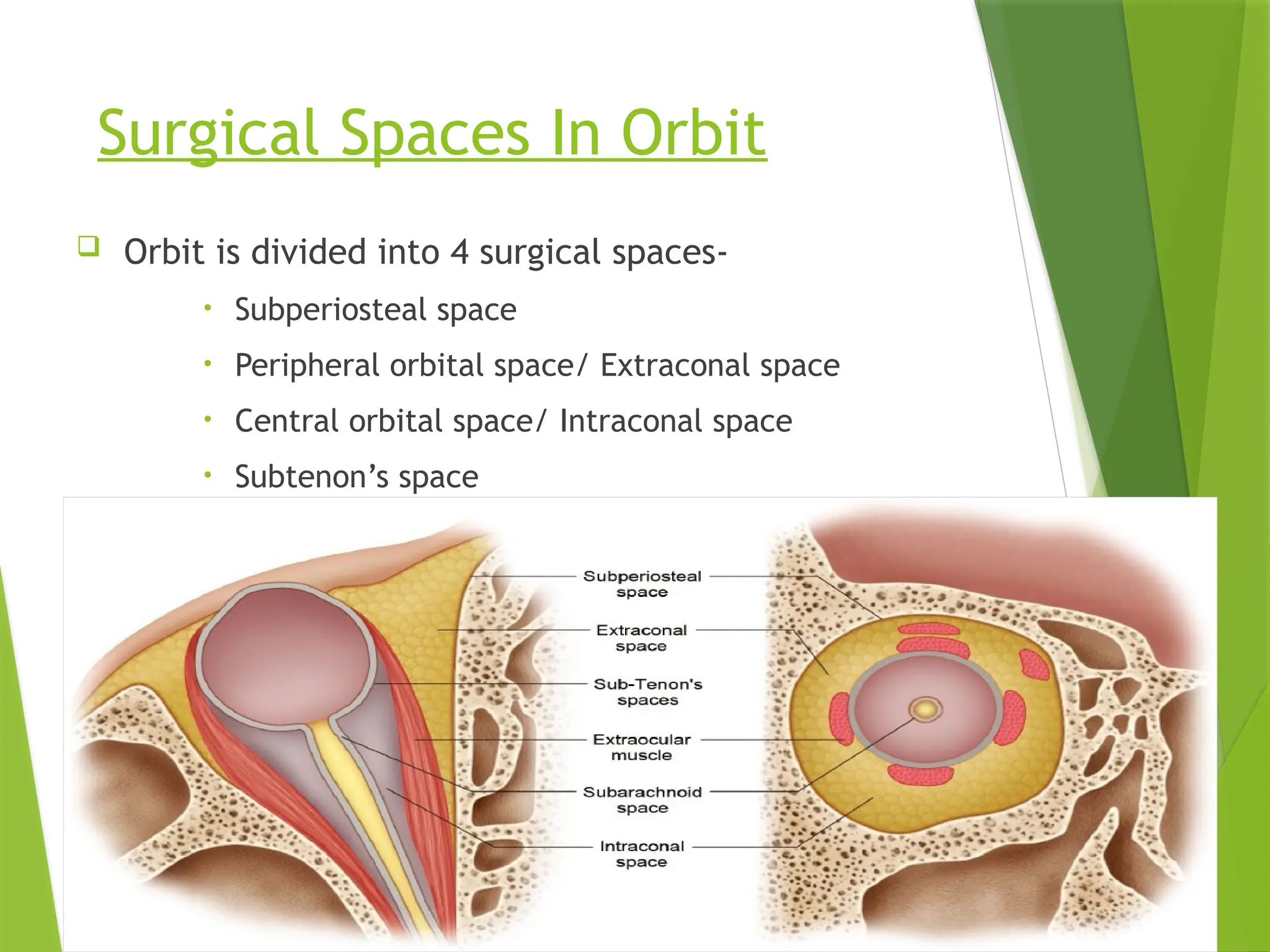 ANATOMY OF ORBIT AND RELATED CLINICAL POINT.pptx