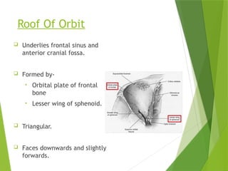ANATOMY OF ORBIT AND RELATED CLINICAL POINT.pptx