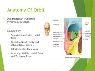 ANATOMY OF ORBIT AND RELATED CLINICAL POINT.pptx