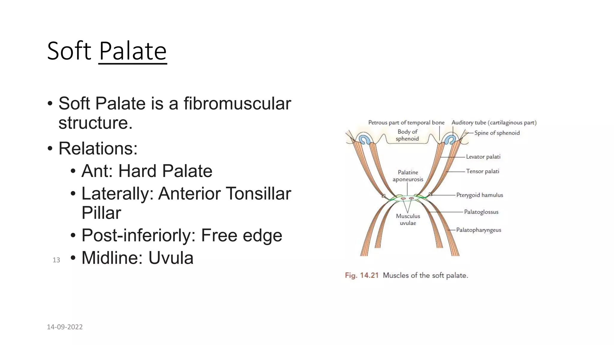 Anatomy & Lymphatic Drainage of Oropharynx.pptx | Ear, Nose and Throat ...