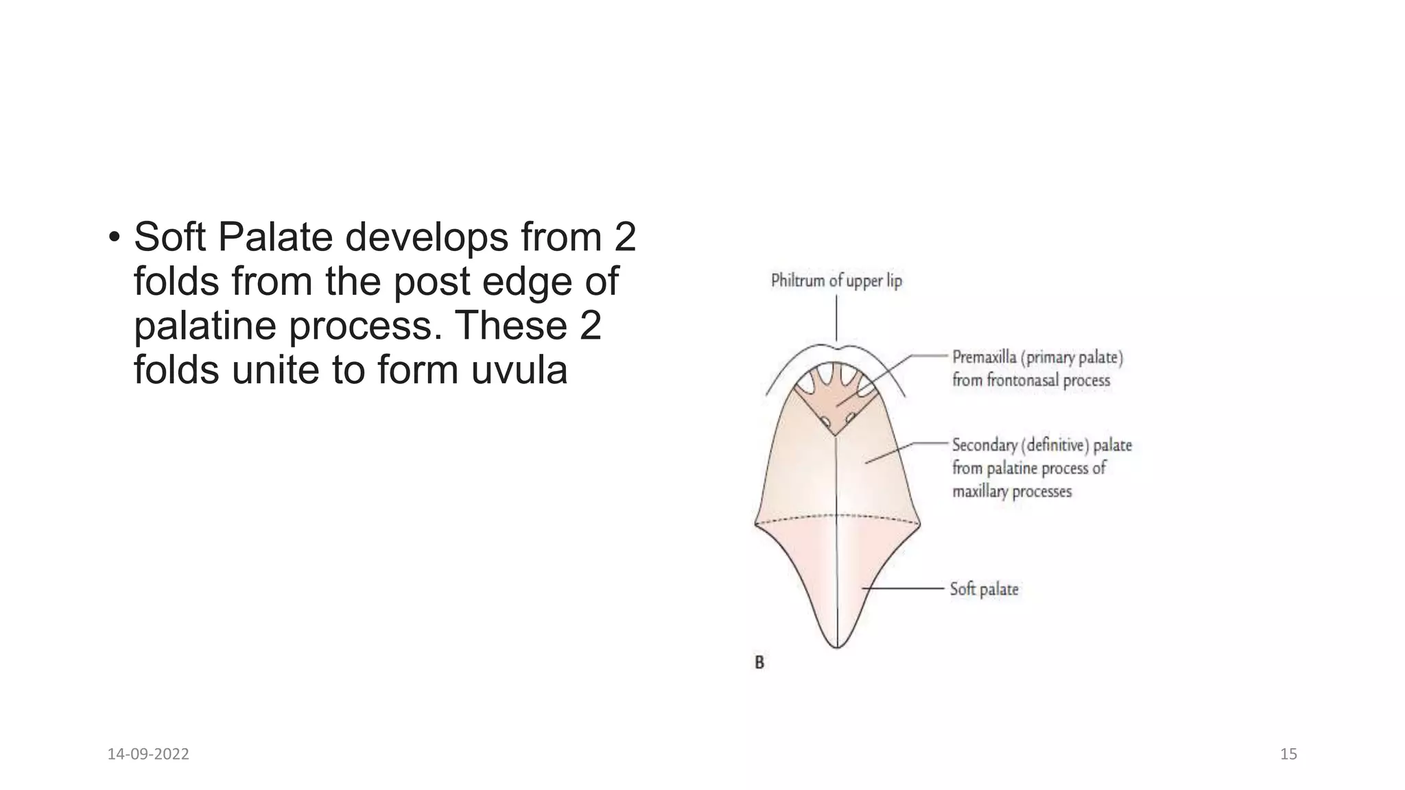 Anatomy & Lymphatic Drainage of Oropharynx.pptx