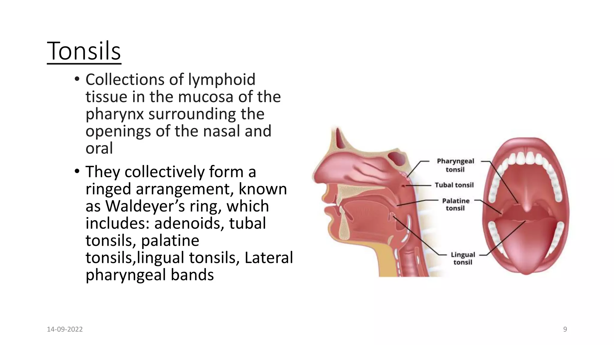 Anatomy & Lymphatic Drainage of Oropharynx.pptx