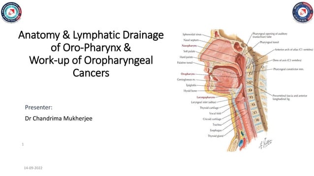 Anatomy & Lymphatic Drainage of Oropharynx.pptx