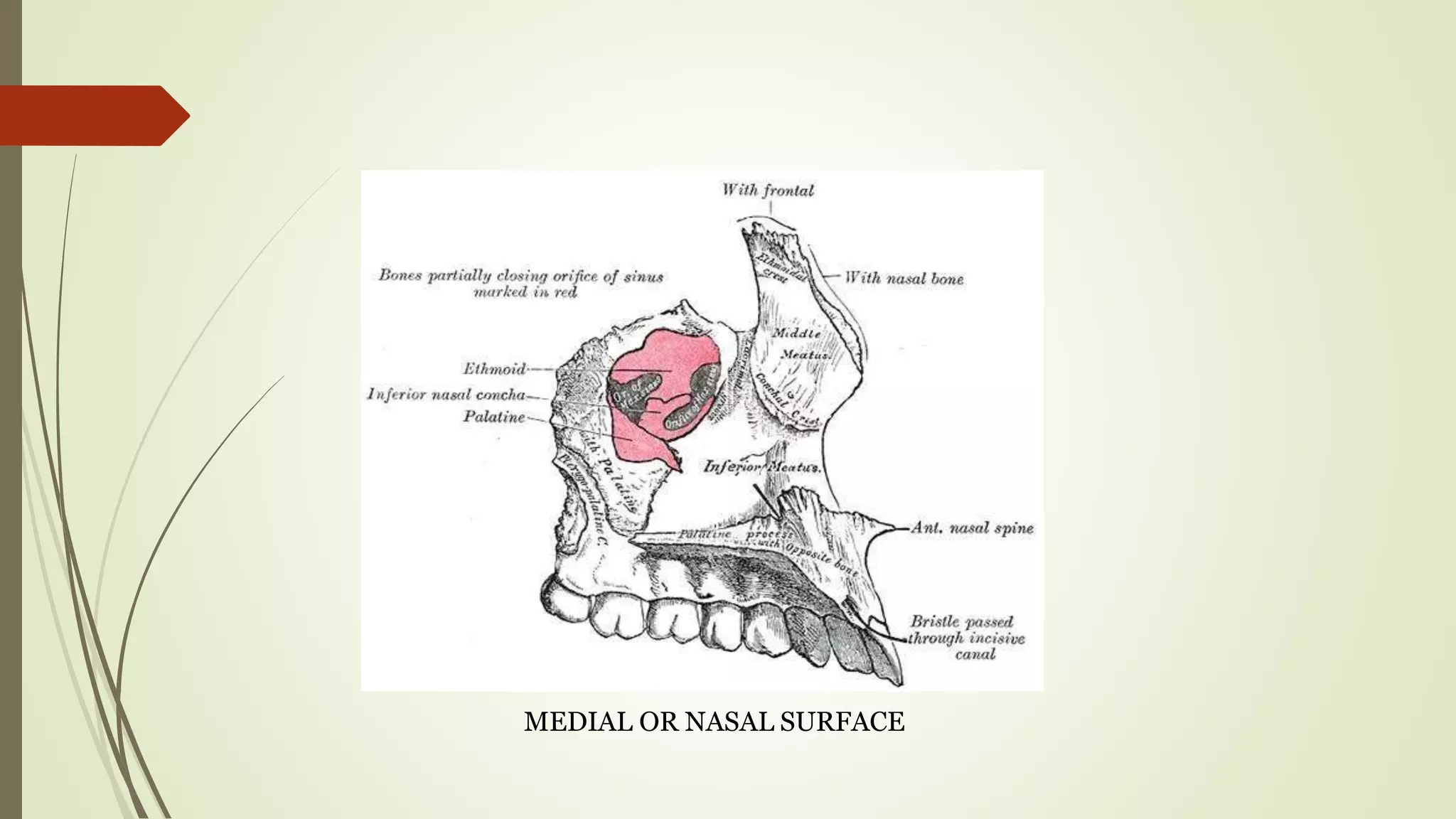 Anatomy of oropharynx maxilla mandible neck nodes | PPTX | Death ...