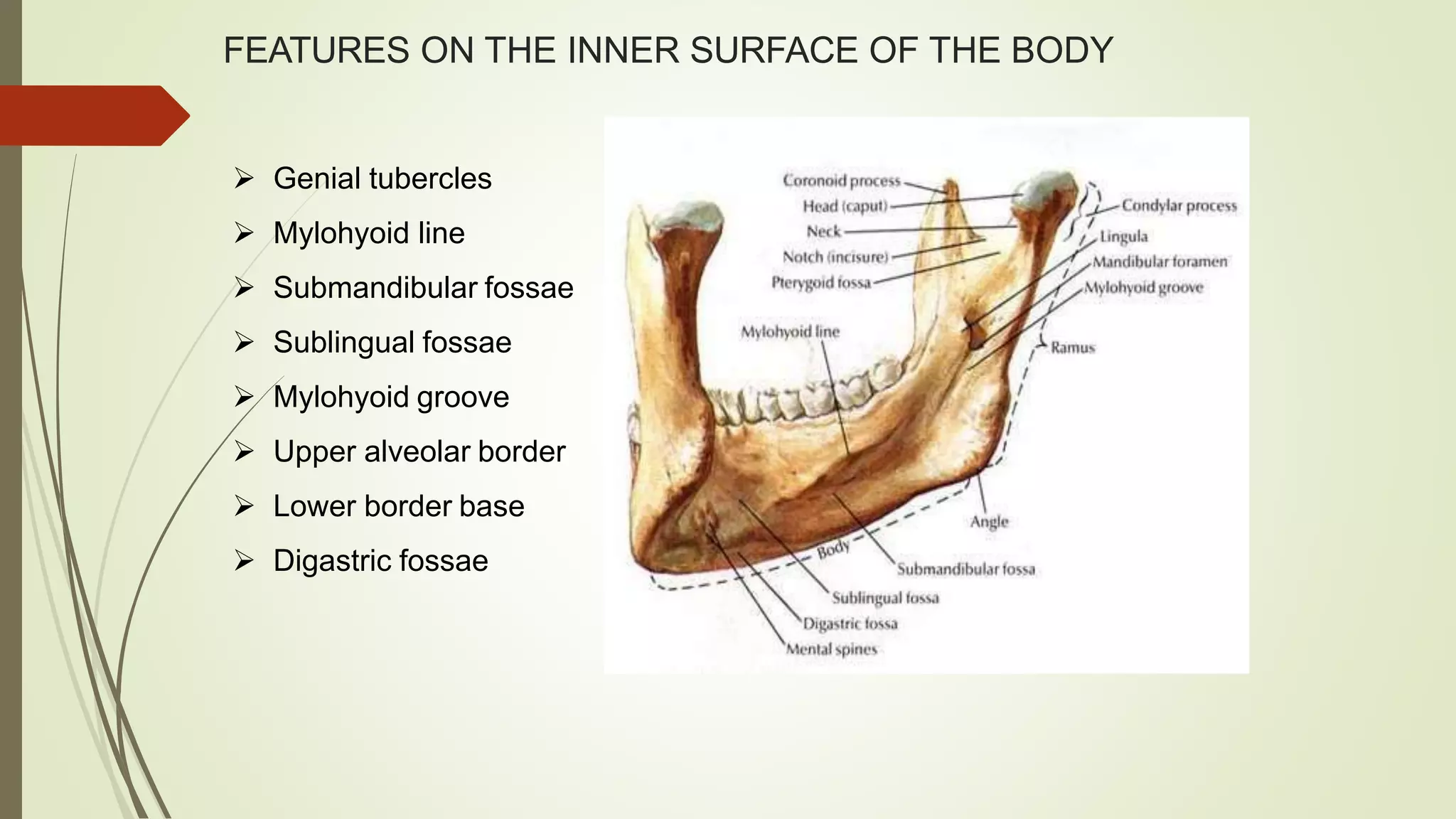 Anatomy of oropharynx maxilla mandible neck nodes | PPTX | Death ...