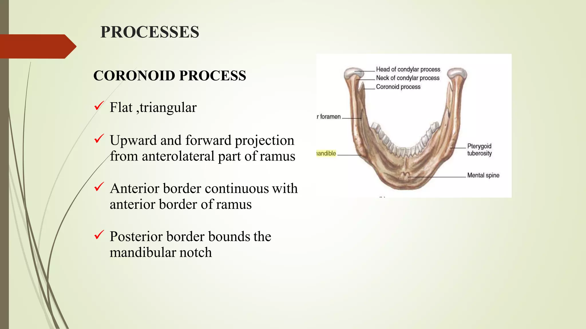 Anatomy of oropharynx maxilla mandible neck nodes | PPTX | Death ...