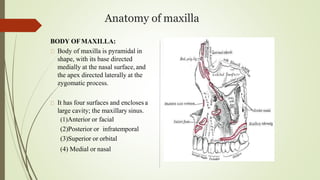 Anatomy of oropharynx maxilla mandible neck nodes | PPTX
