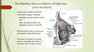 Anatomy of oropharynx maxilla mandible neck nodes | PPTX