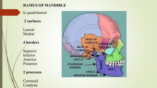 Anatomy of oropharynx maxilla mandible neck nodes | PPTX