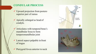 Anatomy of oropharynx maxilla mandible neck nodes | PPTX