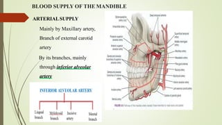 Anatomy of oropharynx maxilla mandible neck nodes | PPTX