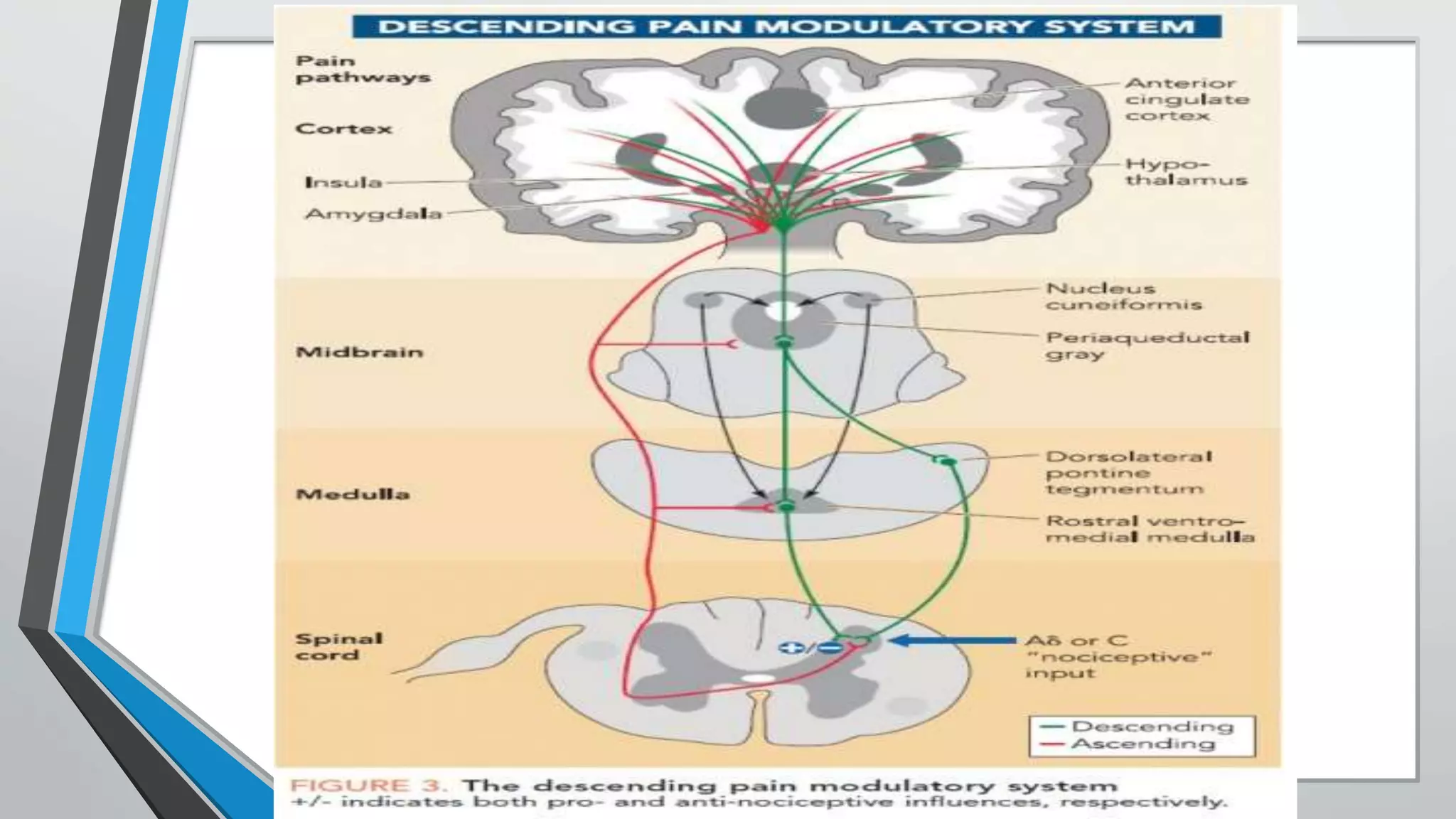 Anatomy of pain | PPTX