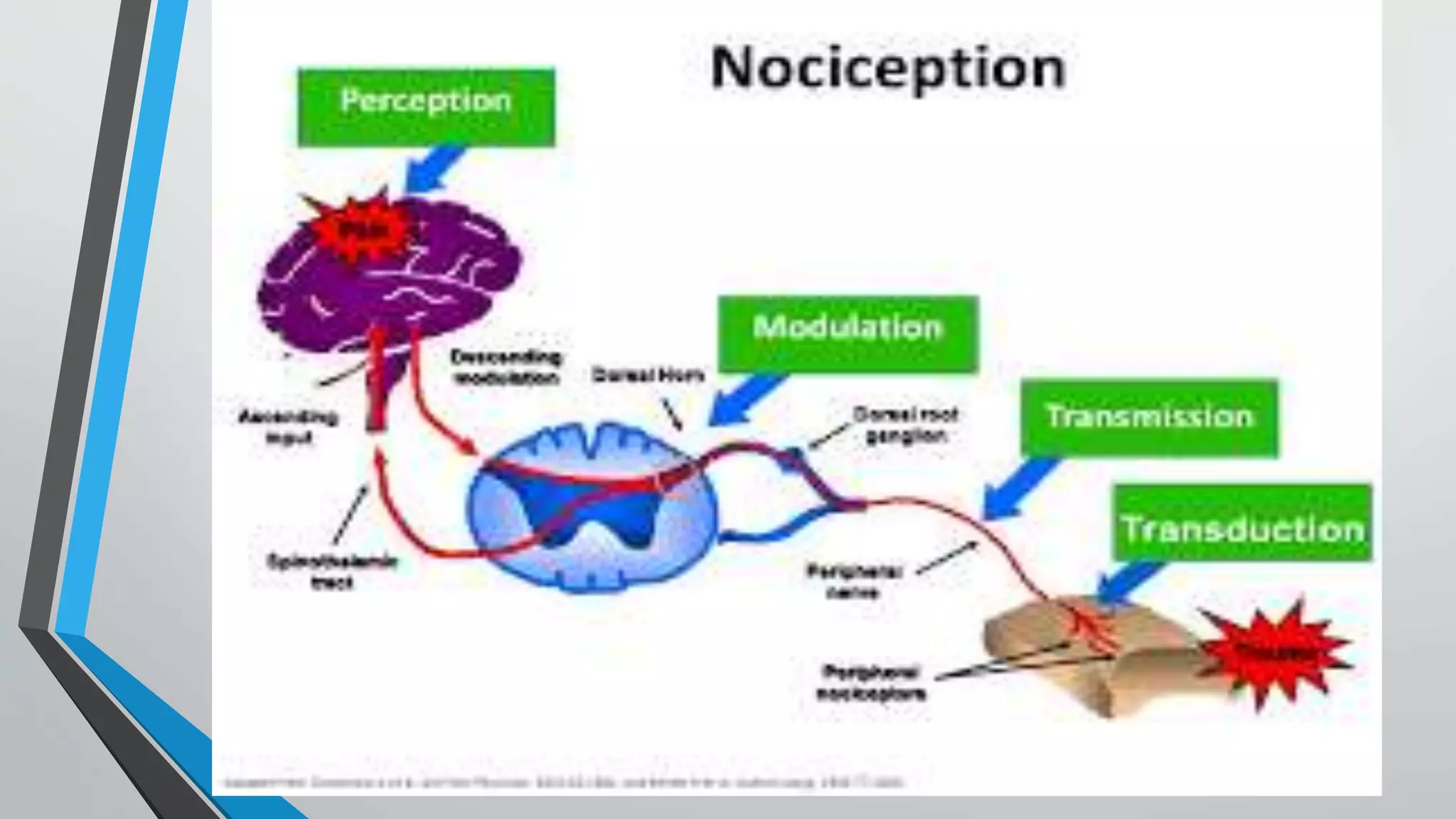 Anatomy of pain | PPTX