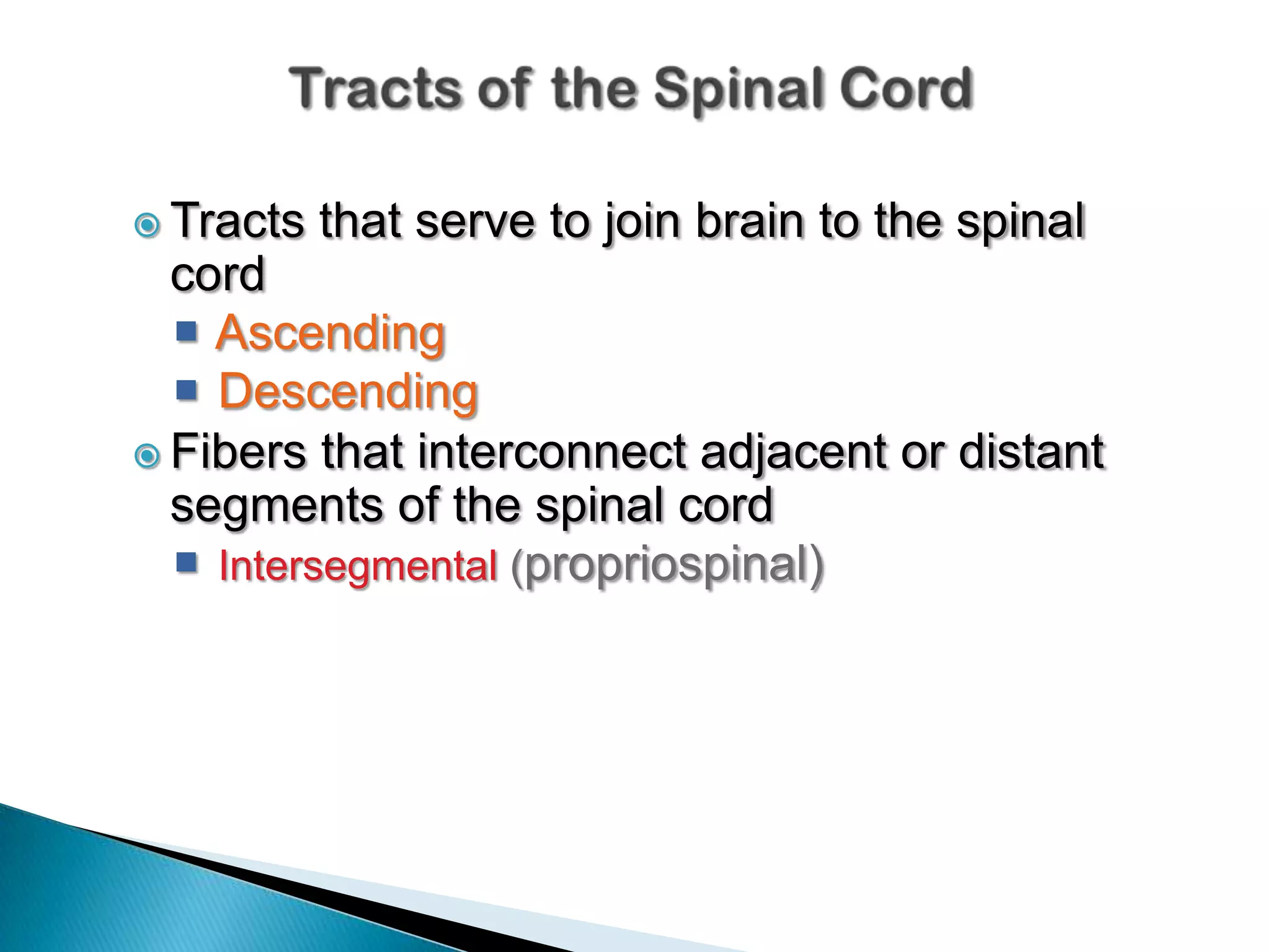Anatomy of pain pathway | PPTX
