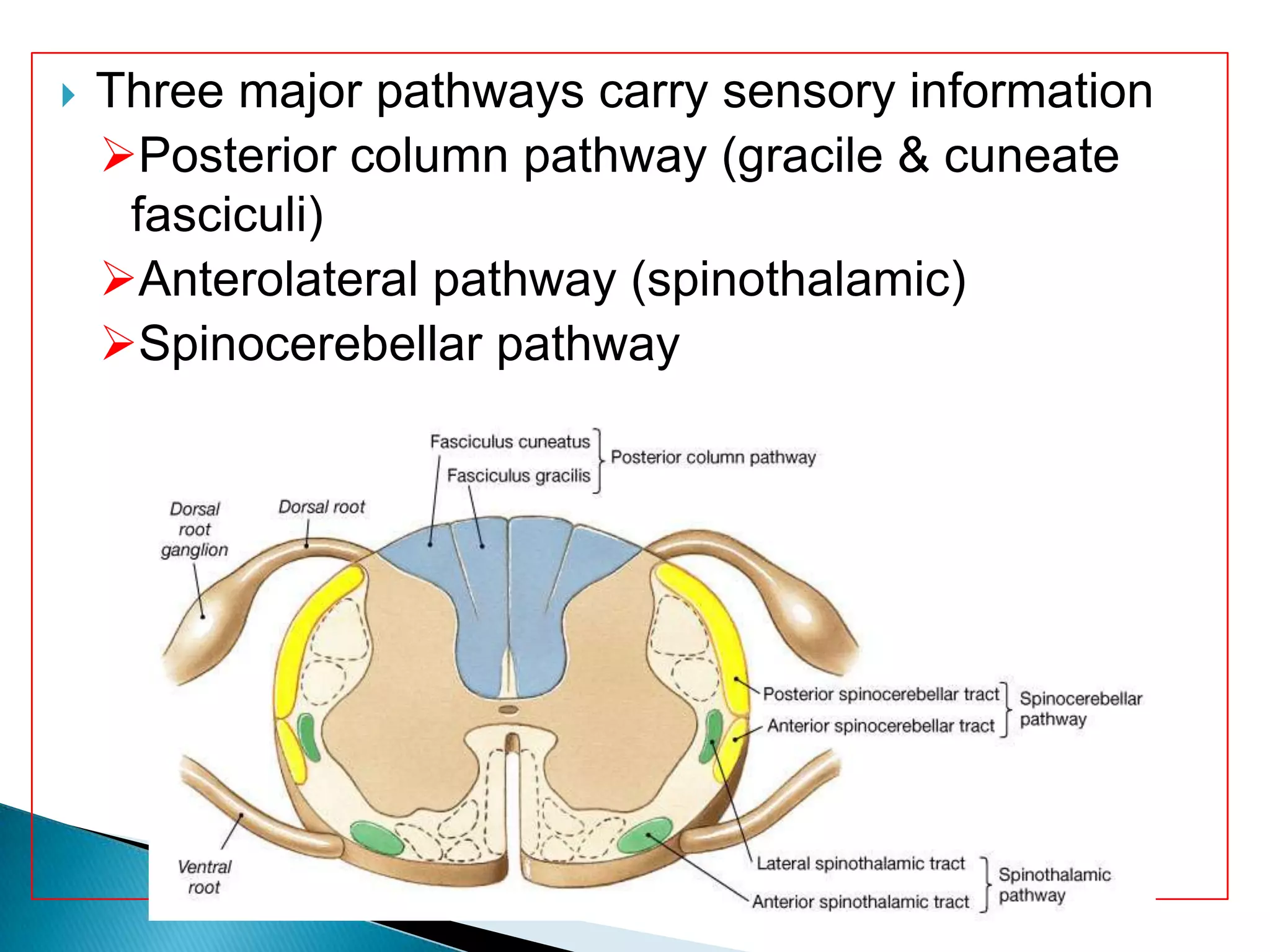 Anatomy of pain pathway | PPTX