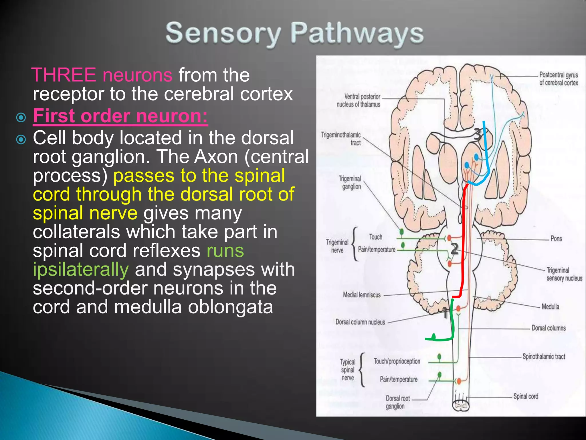 Anatomy of pain pathway | PPTX
